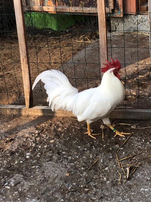 Prodam valilna jajca farmskih Leghorn kokoši