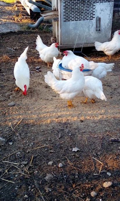 Prodam valilna Jajca leghorn kokoši, cena za 10 jajc je 5€
