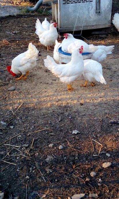 Prodam valilna Jajca leghorn