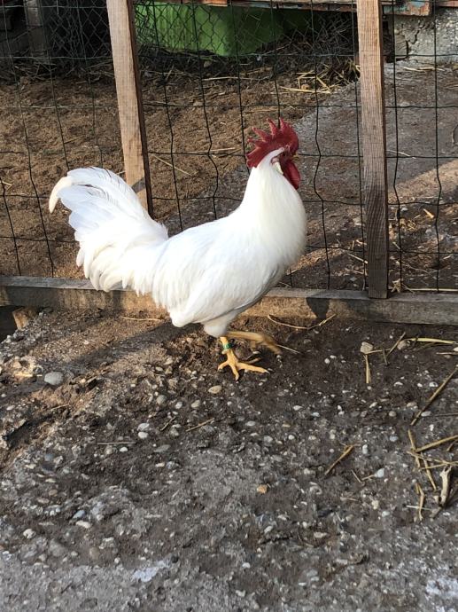 Prodam valilna Jajca leghorn