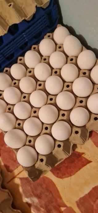 Prodam valilna jajca Leghorn
