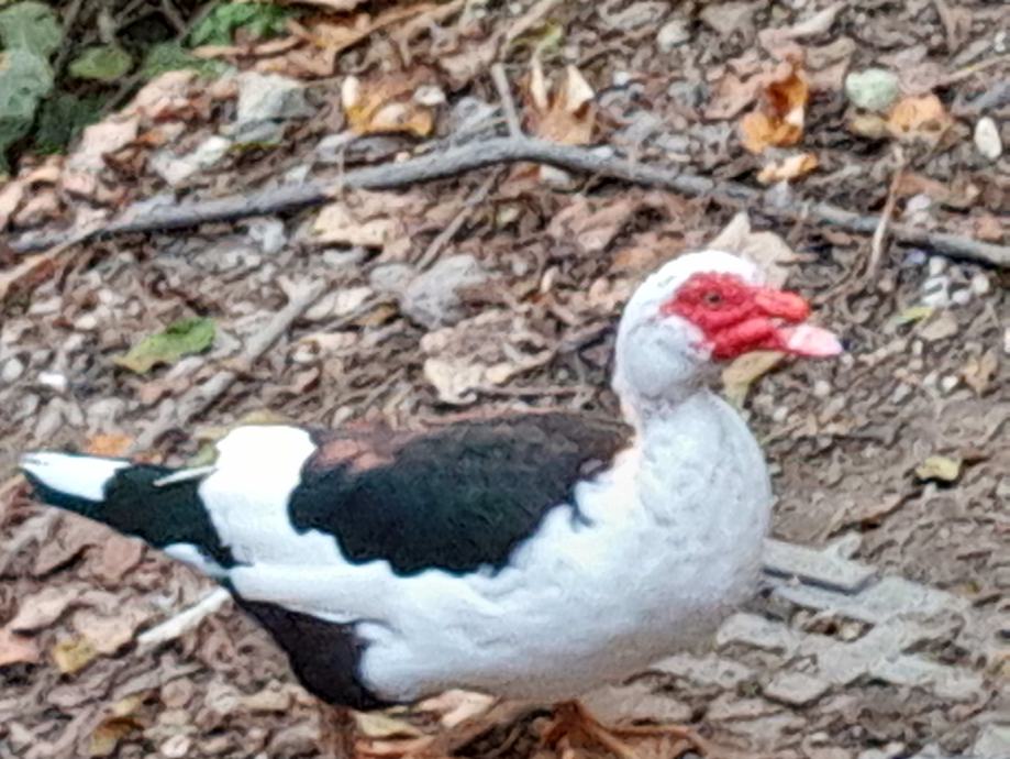 Raca, račka, racman letošnje in lanske