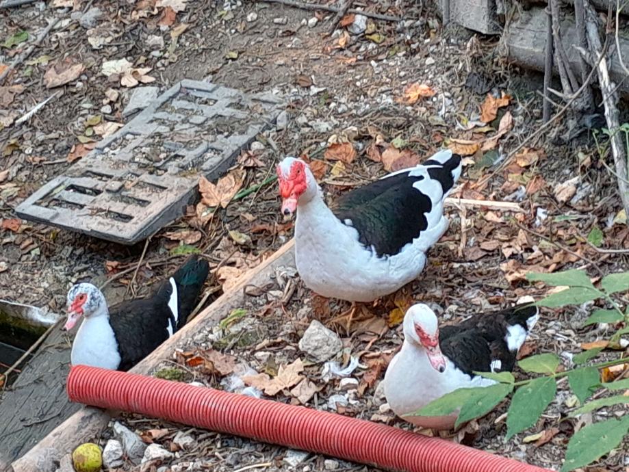 Raca, račka, racman letošnje in lanske