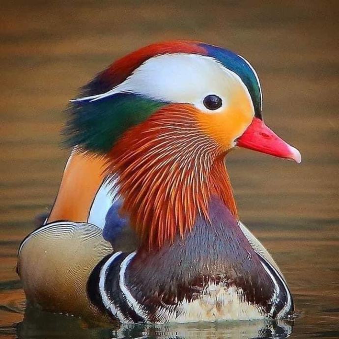 Race mandarinke!