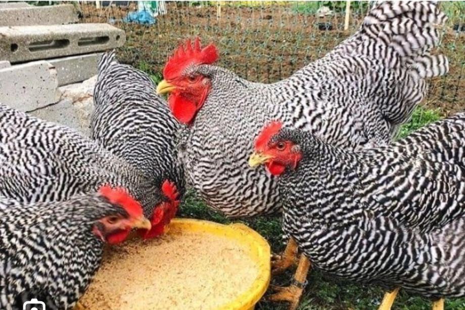 Svilenke, Brahme, Pegatke, Amrock