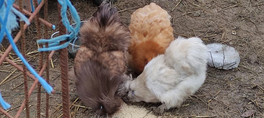 SVILENKE KOKOŠI vse 4