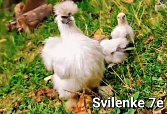 Svilenke
