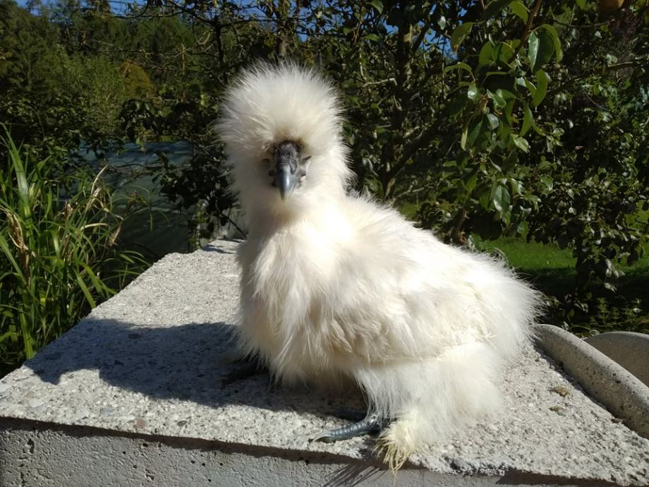 svilenke, svilene kokoši DOSTAVA DOMŽALE