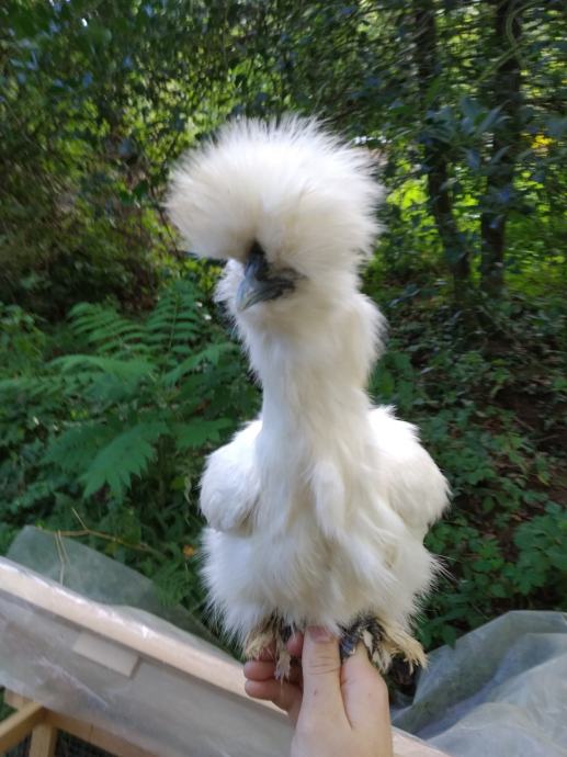 svilenke, svilene kokoši DOSTAVA DOMŽALE