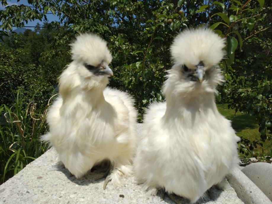 svilenke, svilene kokoši DOSTAVA DOMŽALE