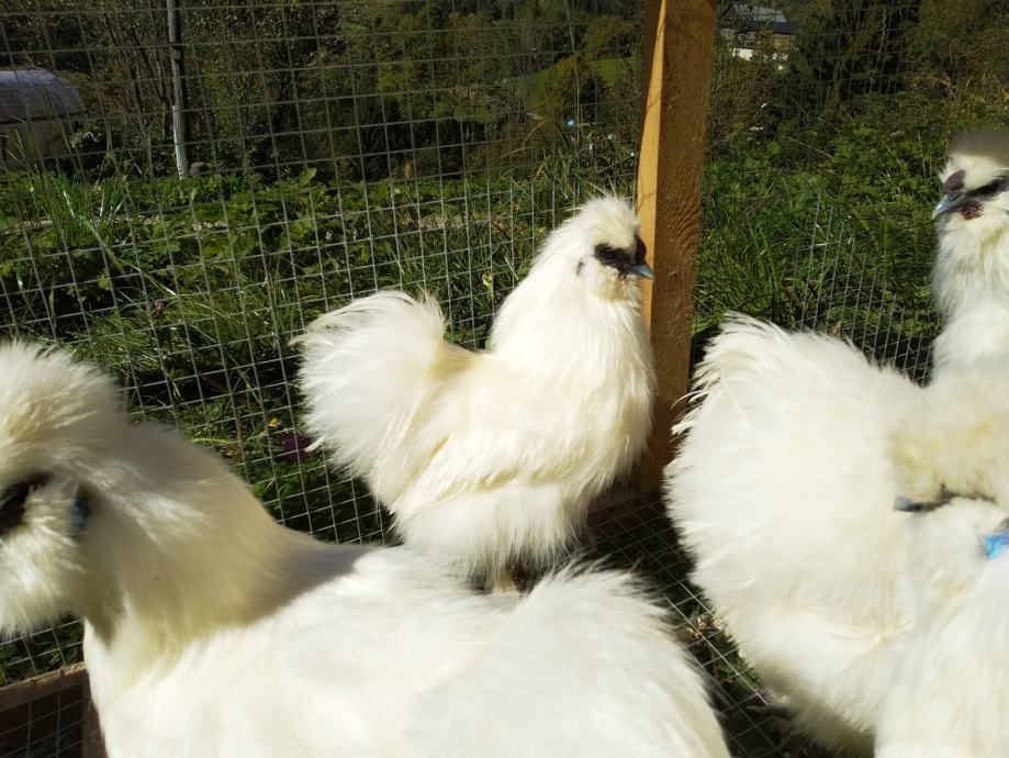 svilenke, svilene kokoši DOSTAVA DOMŽALE