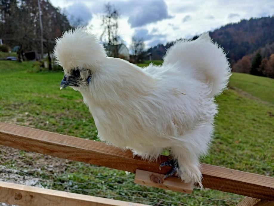 svilenke, svilene kokoši DOSTAVA