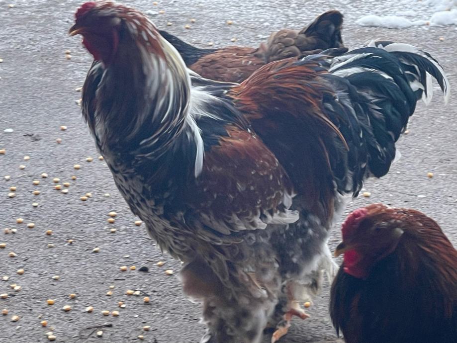 valilna jajca brahma porcelan