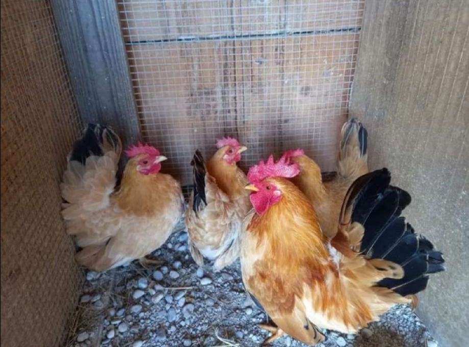 VALILNA JAJCA CHABO in AYAM CEMANI