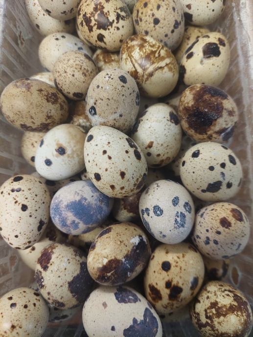 Valilna jajca japonskih prepelic