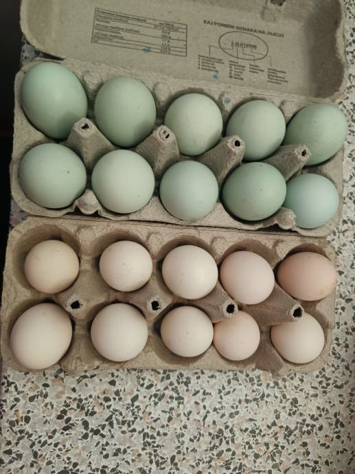 Valilna jajca Legbar Cream, Araucana, Belokapa, Svilenka