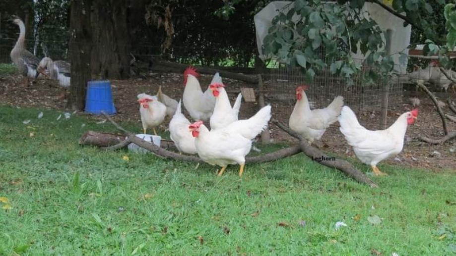 Valilna jajca leghorn kokosi