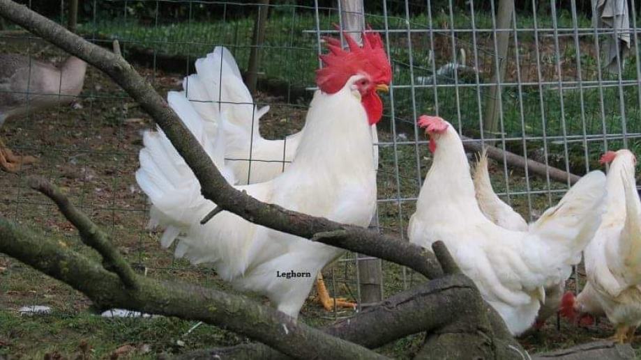 Valilna jajca leghorn kokosi