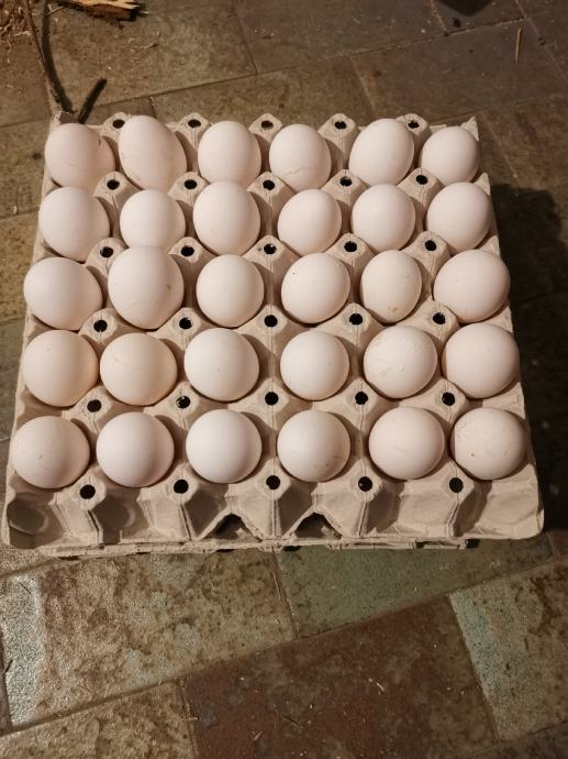 Valilna jajca leghorn kokosi