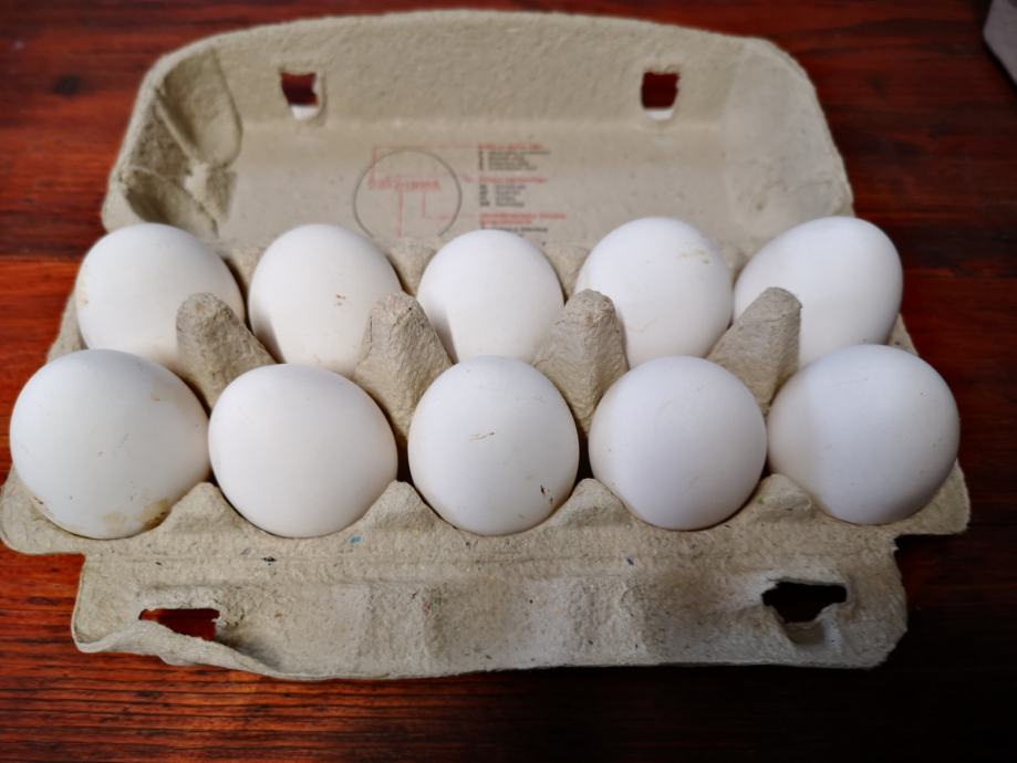 Valilna jajca Leghorn