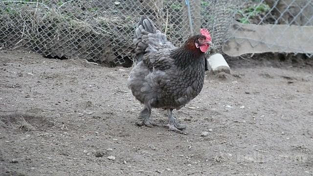 VALILNA JAJCA MARANS