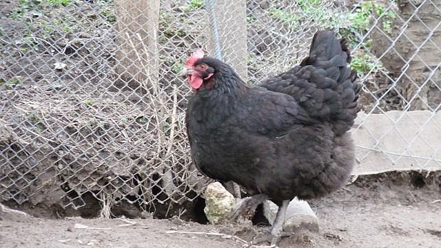 VALILNA JAJCA MARANS