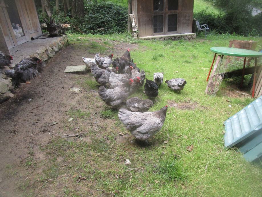 Valilna jajca kokoši nesnic pasma Australorp