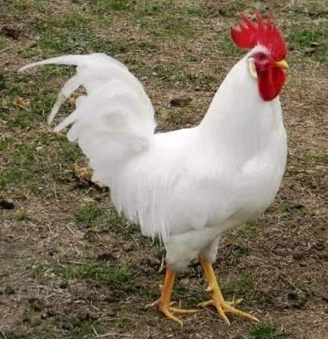 valilna jajca pasme Leghorn