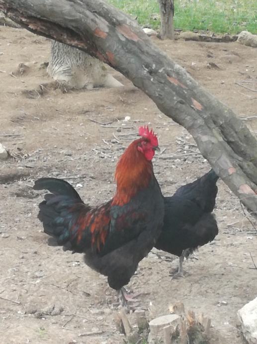 Valilna jajca pasme Marans