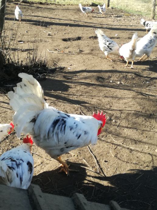 Valilna jajca pasme pisani Leghorn