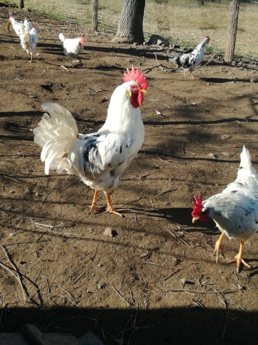 Valilna jajca pasme pisani Leghorn