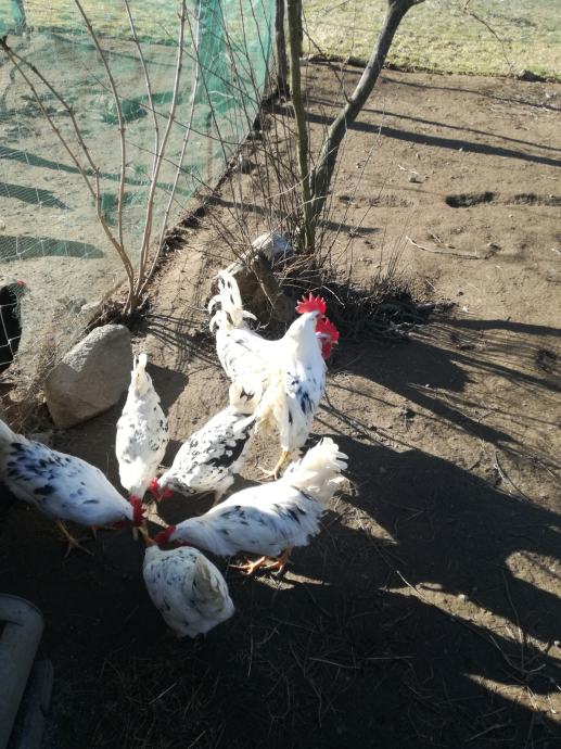 Valilna jajca pasme pisani Leghorn