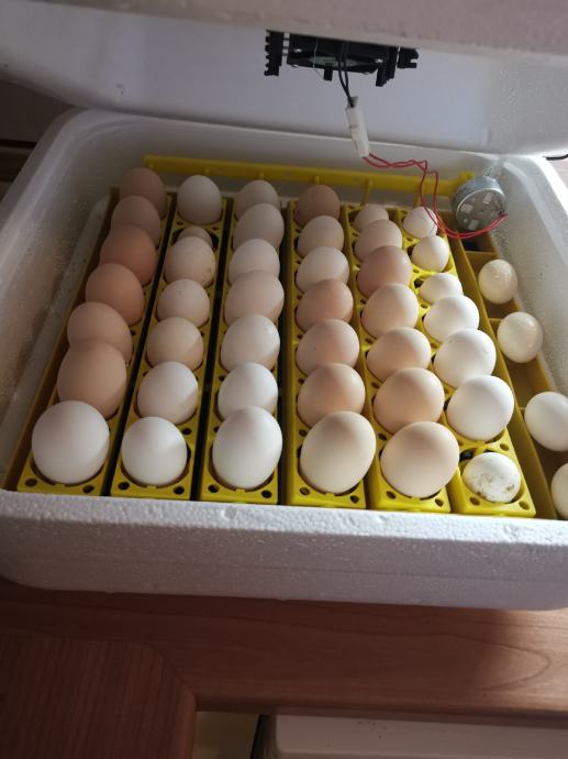 valilnik avtomatski 42