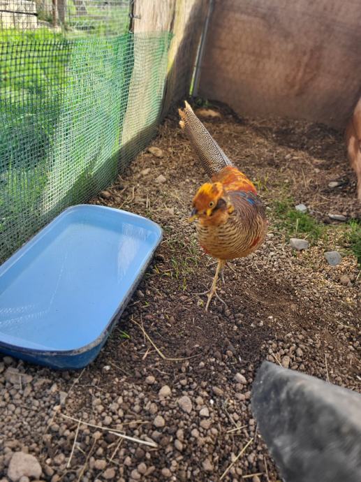 Prodamo zlatega fazana