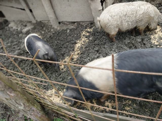 Breja mangalica in breji krškopolki