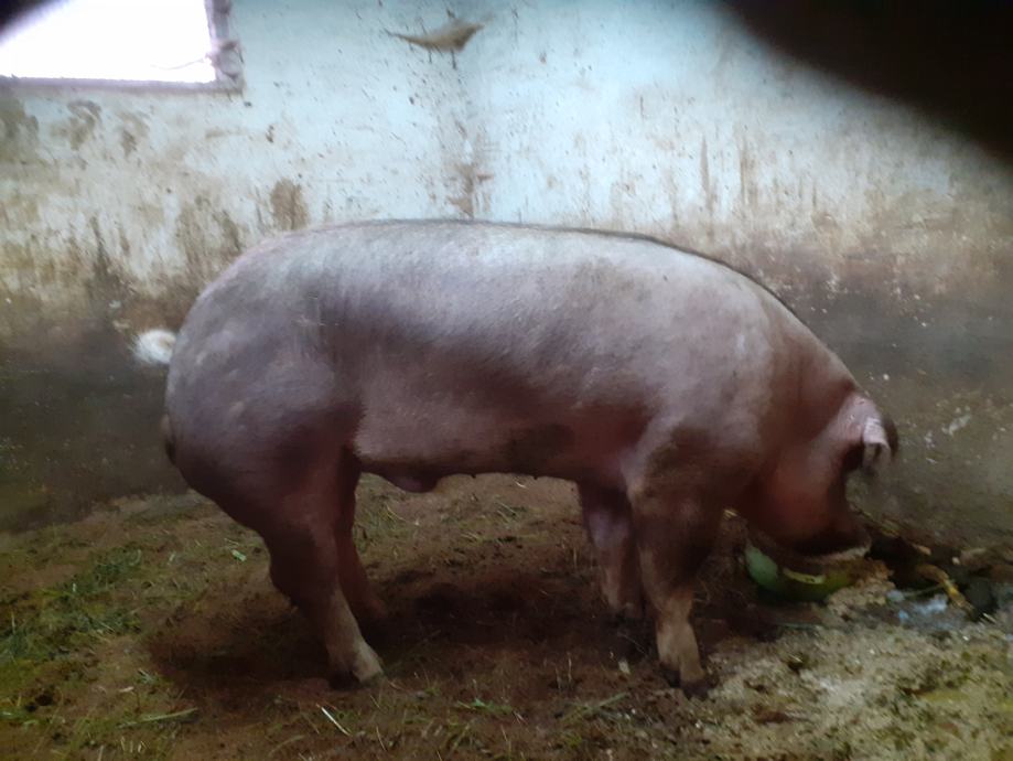 Duroc merjasec