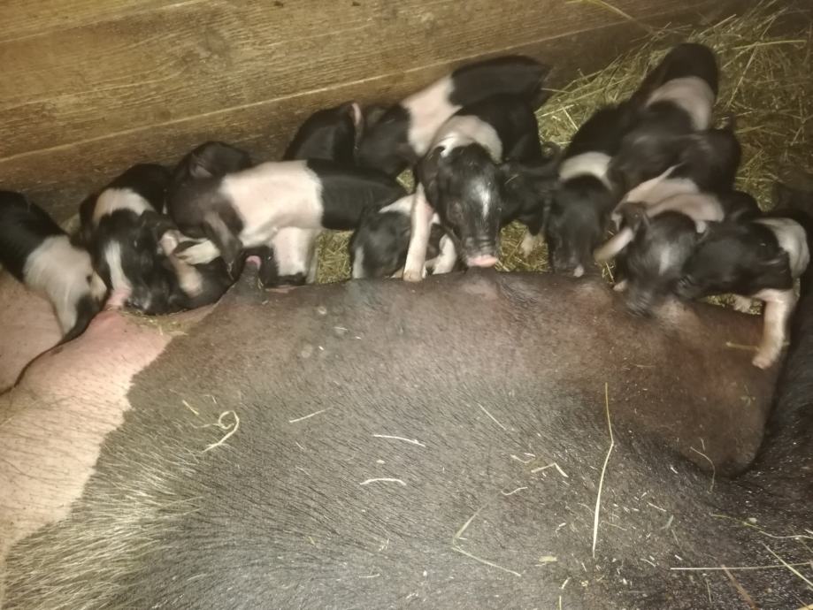 KRŠKOPOLJSKE PLEMENSKE MLADICE BREJE