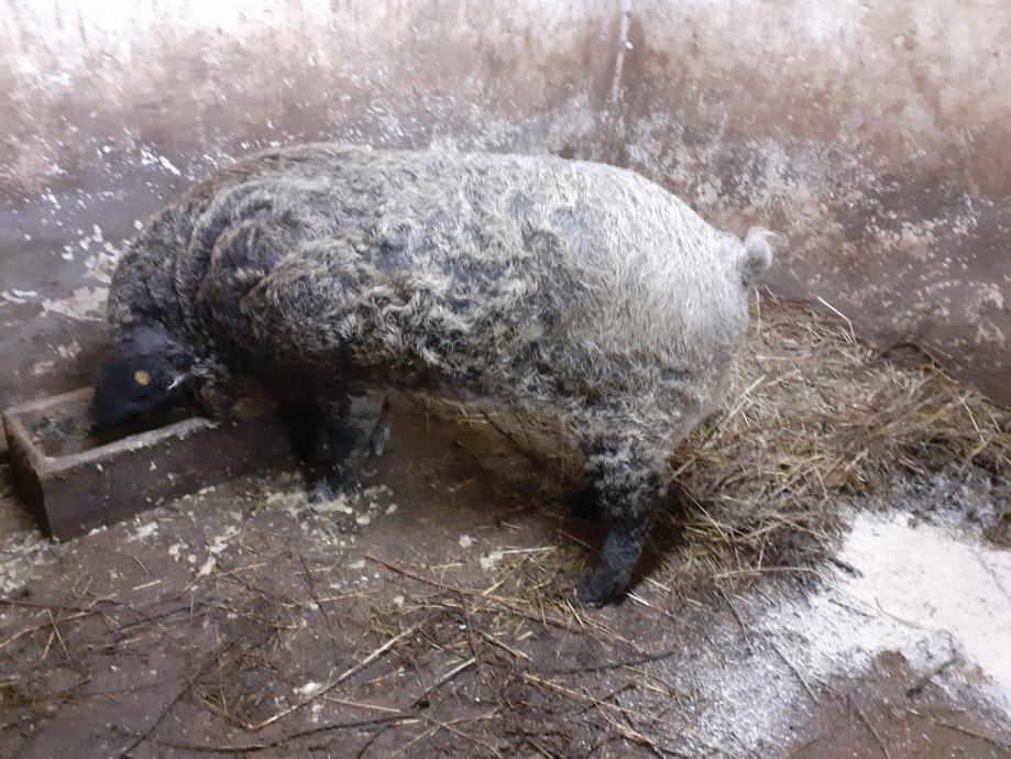 Mangulice, mangalica merjasec