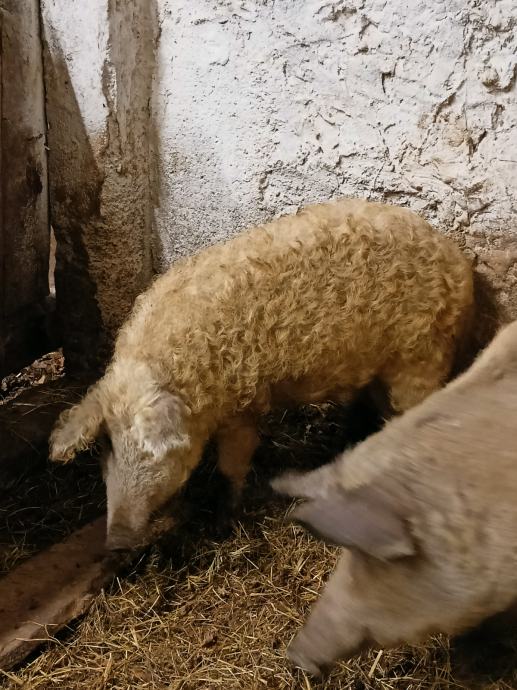 Mangulice, mangalice, prašiči pitanci, pujsi, pujski