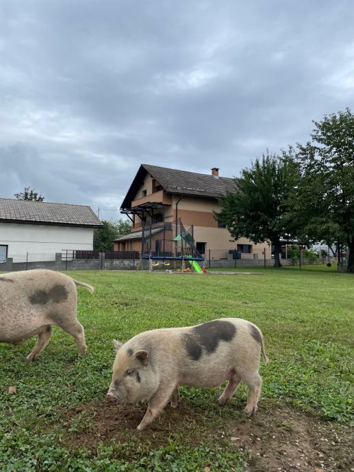 Mini Ameriški Pujs 6417