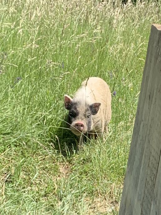 Mini Ameriški Pujsi