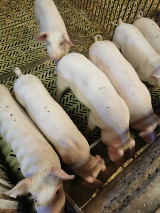 ODOJKI za zakol ali nadaljnjo rejo