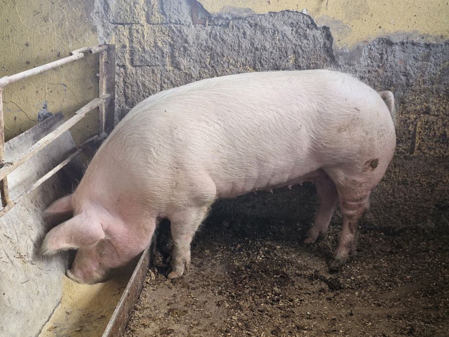 Prašič za zakol cca.180 - 200 kg