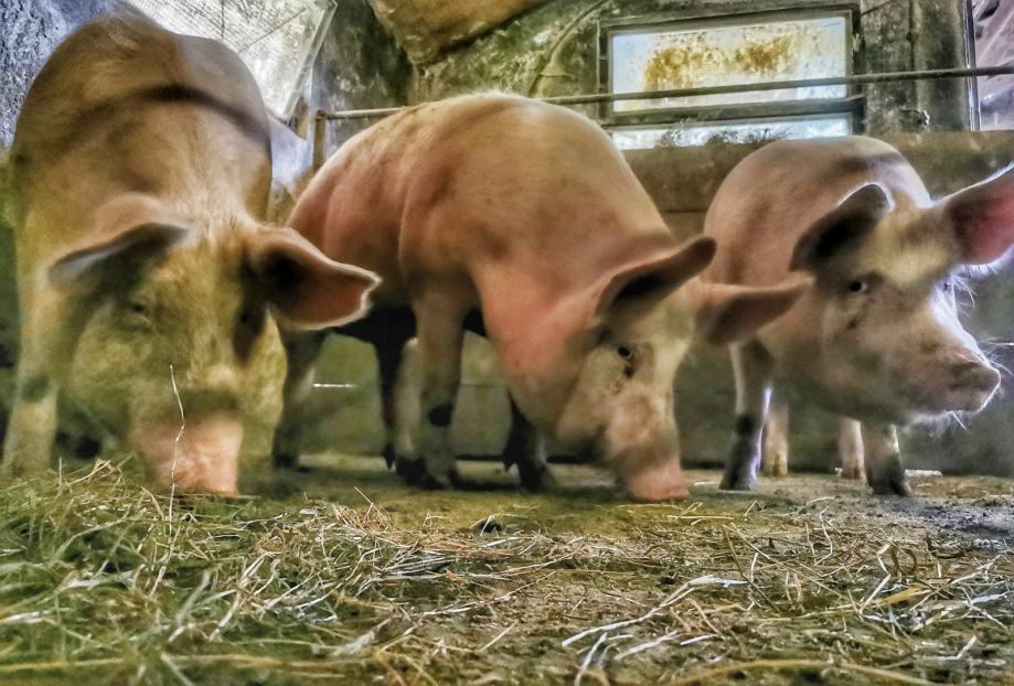 Prašiči / prašič / od 100 do 140 kg po 1,8 €/kg / in izločene svinje