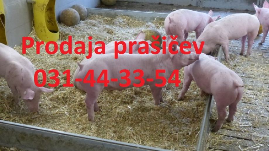 PRAŠIČI