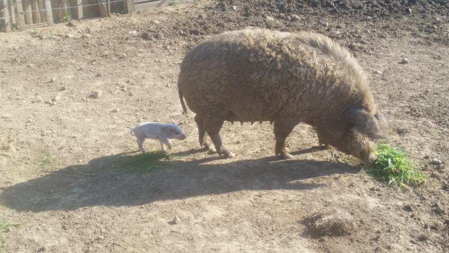 PRODAJA PRAŠIČEV PASMA MANGALICE