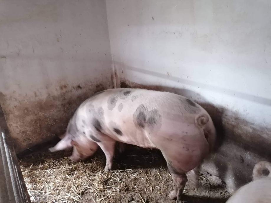 Prodam prašica težkega 220 Kg