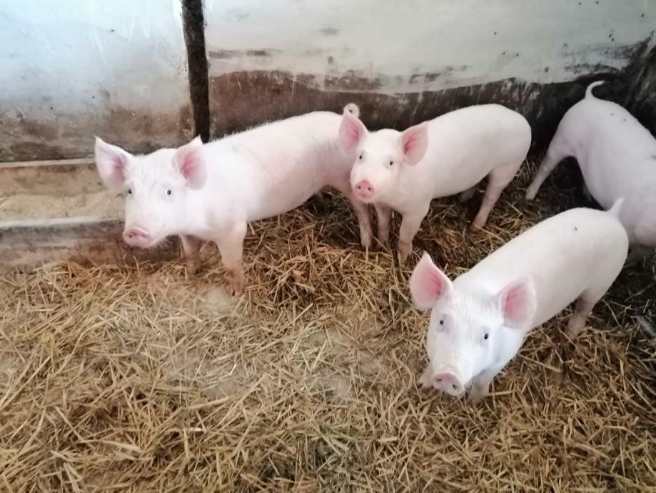 Prodam prašiče domače reje od 20kg