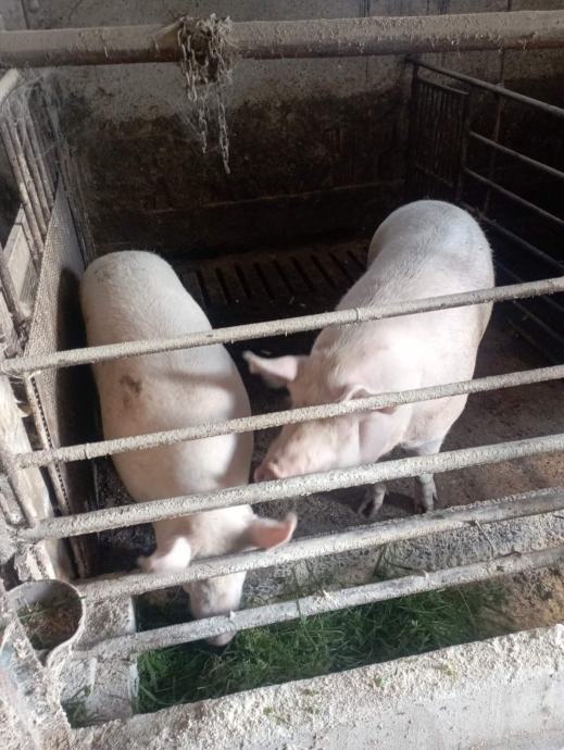 Prodam svinje prašiče za zakol teža cca 230 kg