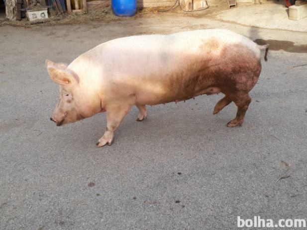 Prodam svinjo za zakol